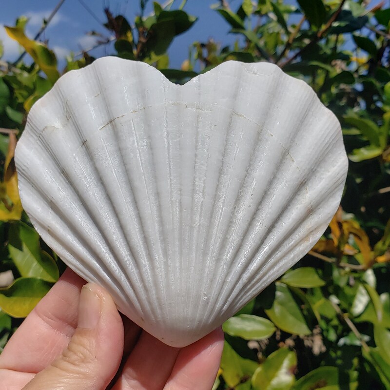 Seashell Heart - Etsy