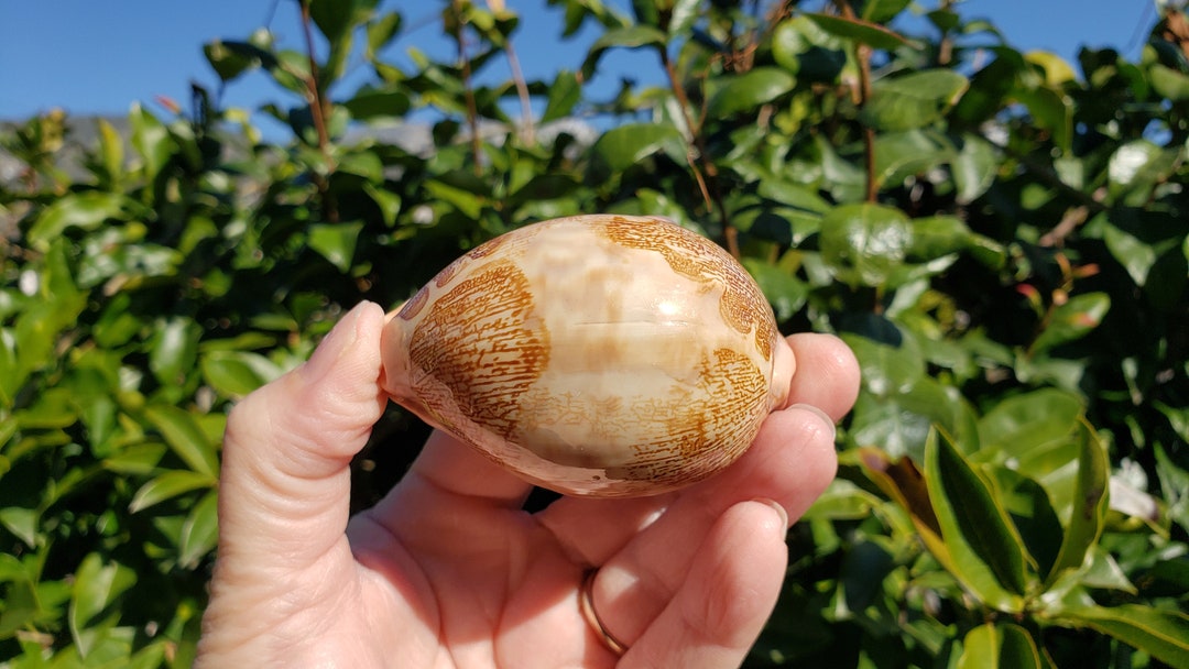 2.625 Map Cowrie Seashell 1 Shell Map Cowry Shell Leporicypraea Mappa ...