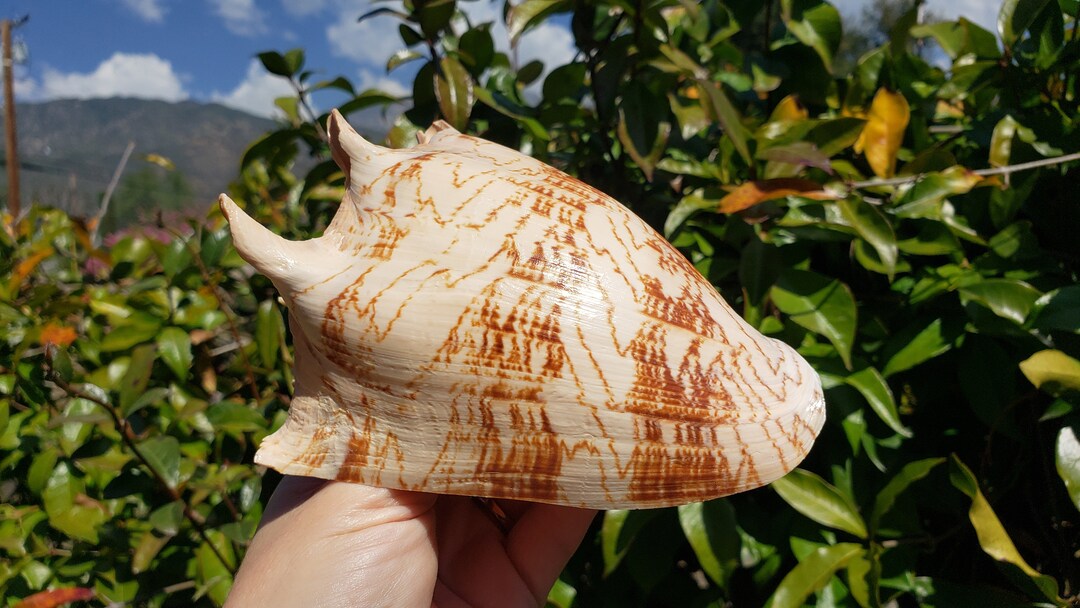 6 Imperial Volute Seashell 1 Shell Cymbiola Imperialis - Etsy