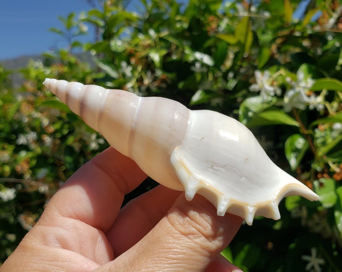 3.875 White Delicate Tibia Seashell 1 Shell Rostellariella Delicatula ...