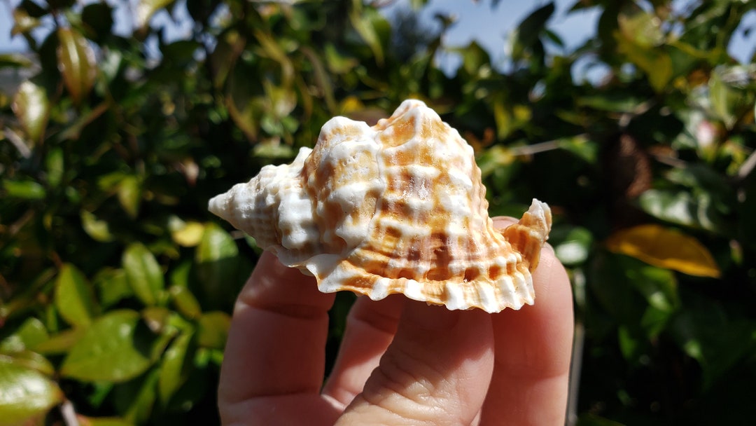 2.375" Common Distorsio Seashell (1 Shell) - Distorsio - Etsy
