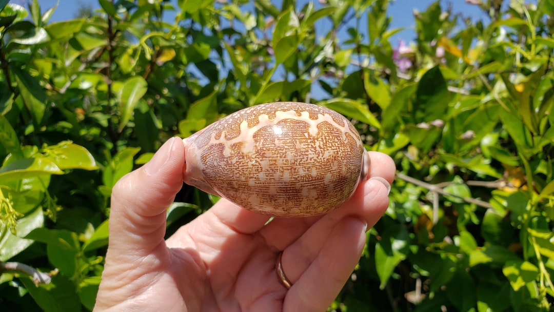 2.75 Map Cowrie Seashell 1 Shell Map Cowry Shell Leporicypraea Mappa ...
