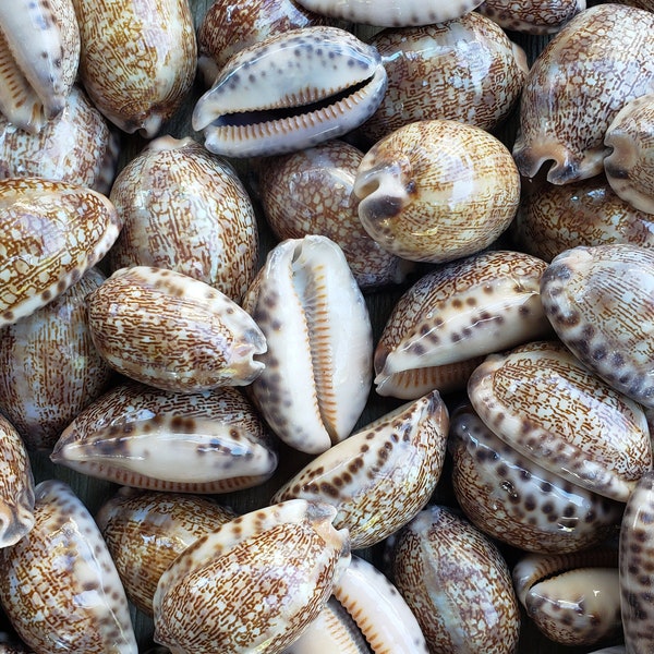 Arabian Cowrie Shells - Etsy