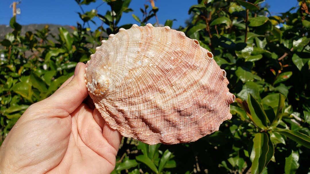 4.875" Roughback Red Abalone Seashell (1 Shell) - Ruff Back Abalone ...