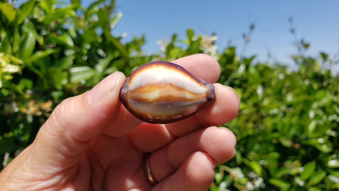 1.375" Onyx Cowrie Seashell (1 Shell) - Erronea Onyx - Cypraea Onyx - Etsy