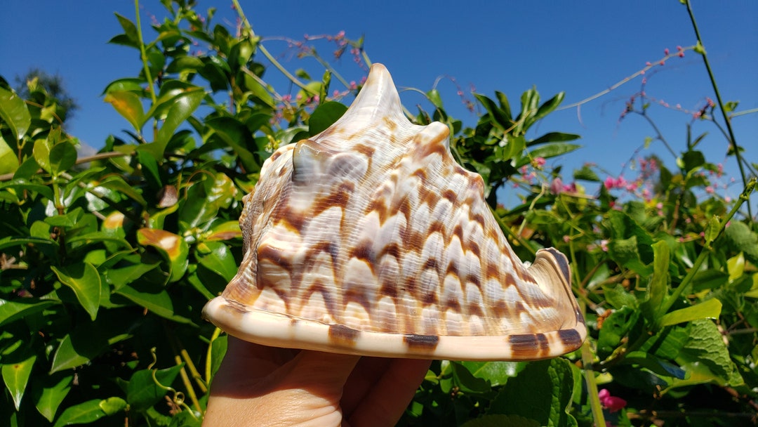 5.625 King Helmet Seashell 1 Shell Cassis Tuberosa - Etsy