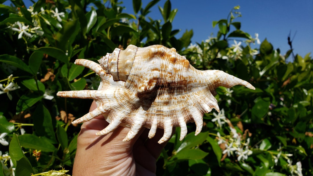 5.25 Millipede Spider Conch Seashell 1 Shell Lambis - Etsy