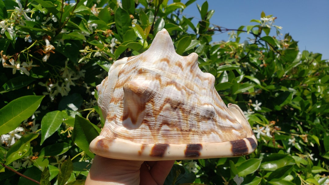 6.75" King Helmet Seashell (1 Shell) - Cassis Tuberosa - Etsy