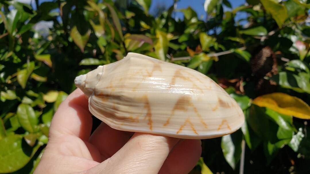3.5" Bat Volute Seashell (1 Shell) - Cymbiola Vespertilio - Etsy
