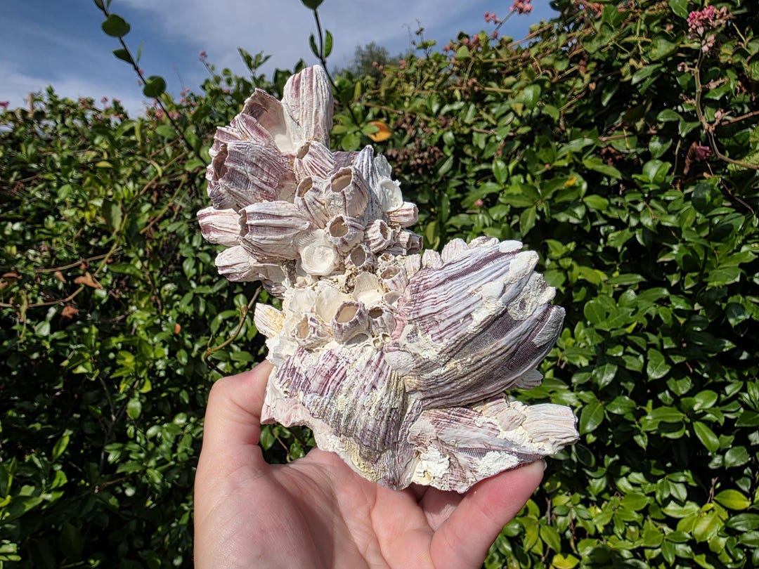 6.25" Purple Barnacle Cluster (1 Cluster) - Etsy