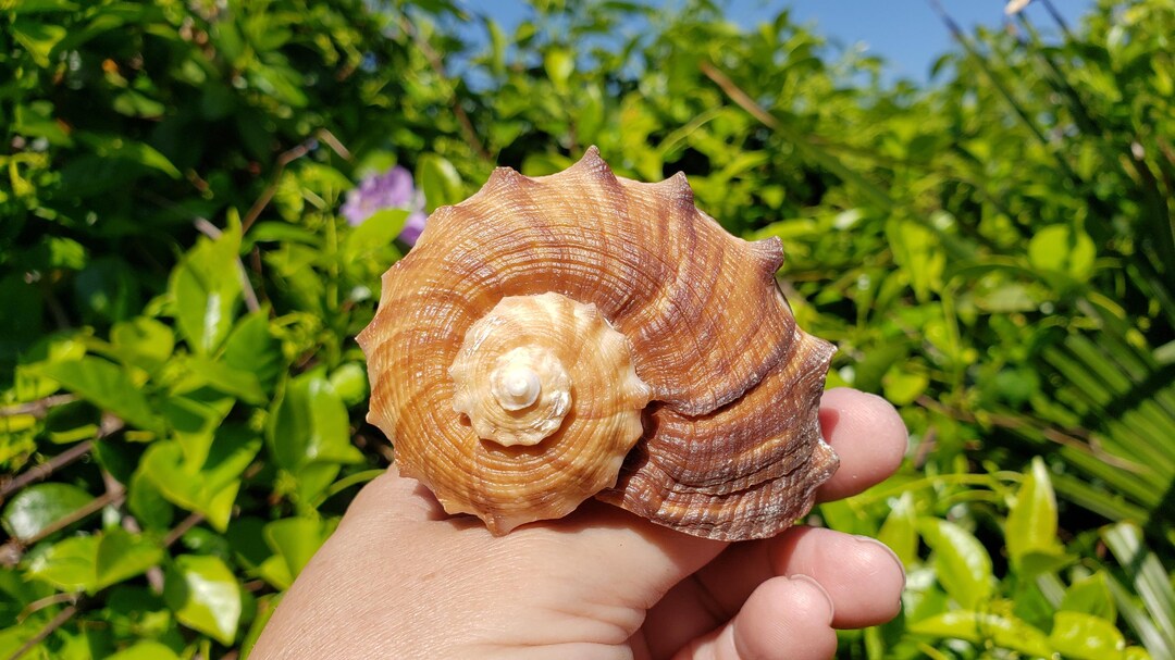 3.125" Rapana Rapiformis Seashell (1 Shell) - Etsy