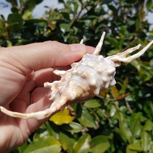 4.375 Scorpion Spider Conch Seashell 1 Shell Scorpion Conch Shell ...