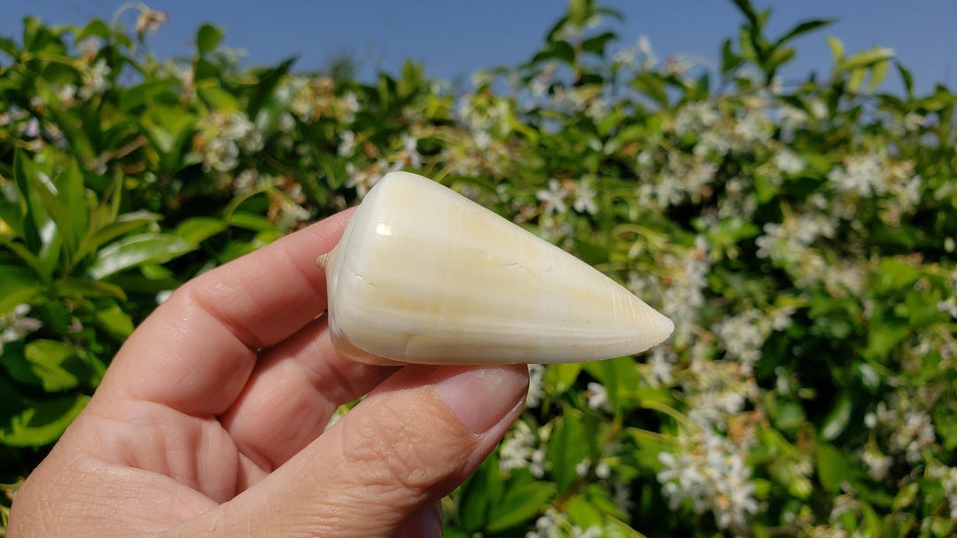 2.5" Oak Cone Seashell (1 Shell) - Yellow Cone - Conus Quercinus - Etsy