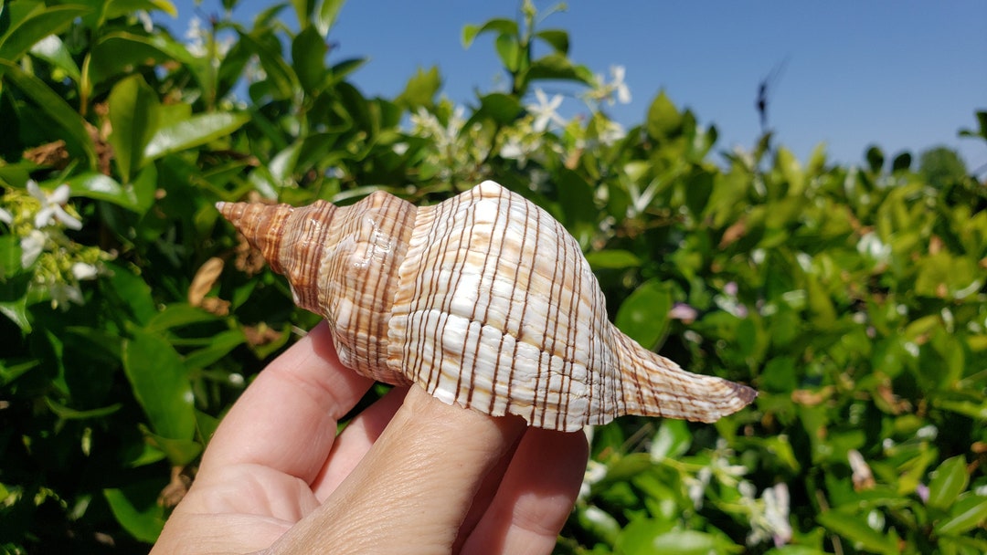 4.375 Striped Fox Seashell 1 Shell Striped Fox Horse Conch Pleuroploca ...