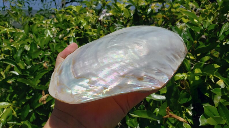 9" Cebu Clam Shell Pair (1 Attached Pair) - Etsy