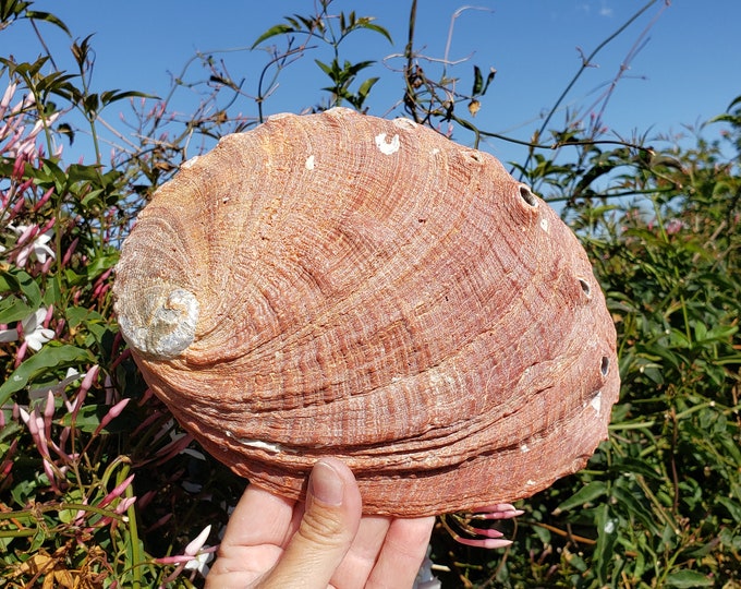 7.75 Roughback Red Abalone Seashell 1 Shell Ruff Back Abalone Haliotis ...