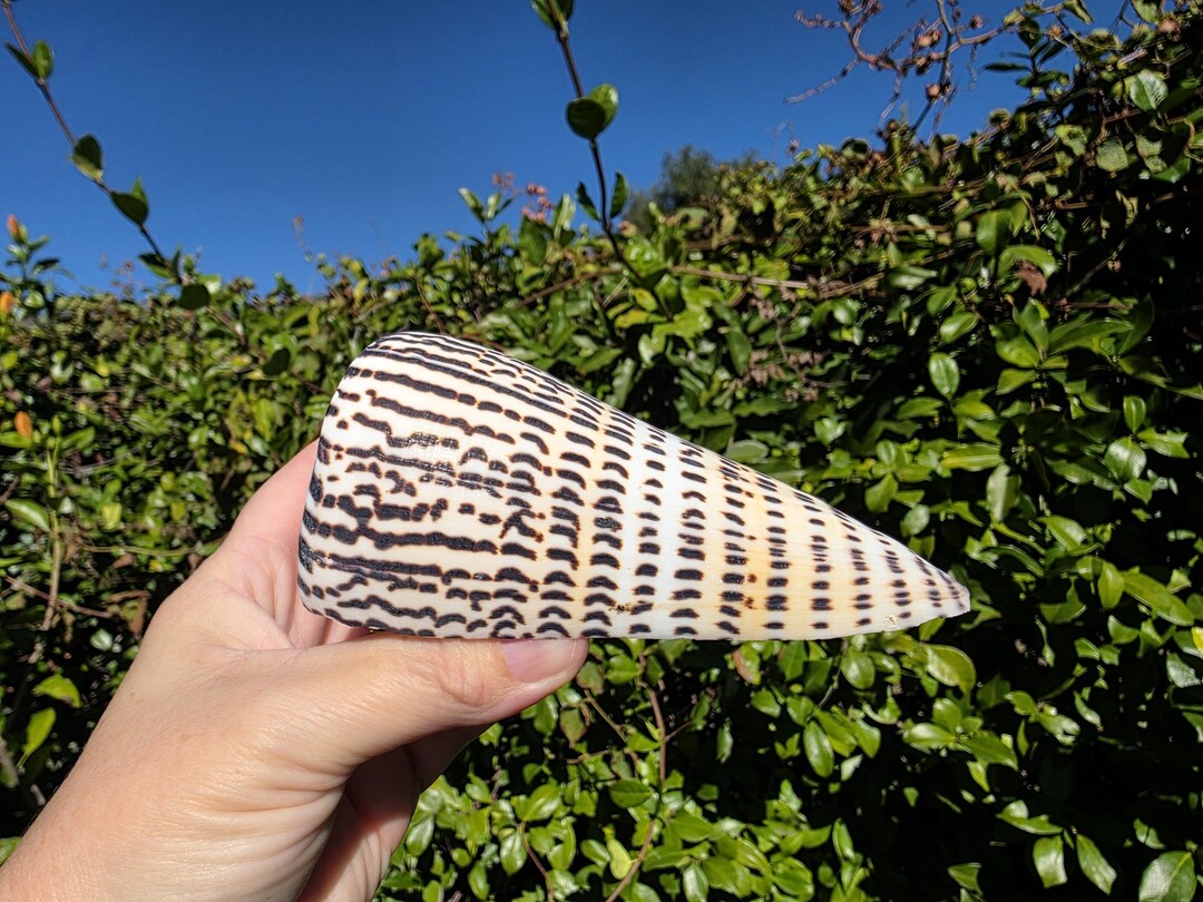 4.5" Lettered Cone Seashell (1 Shell) - Letter Cone Shell - Conus ...