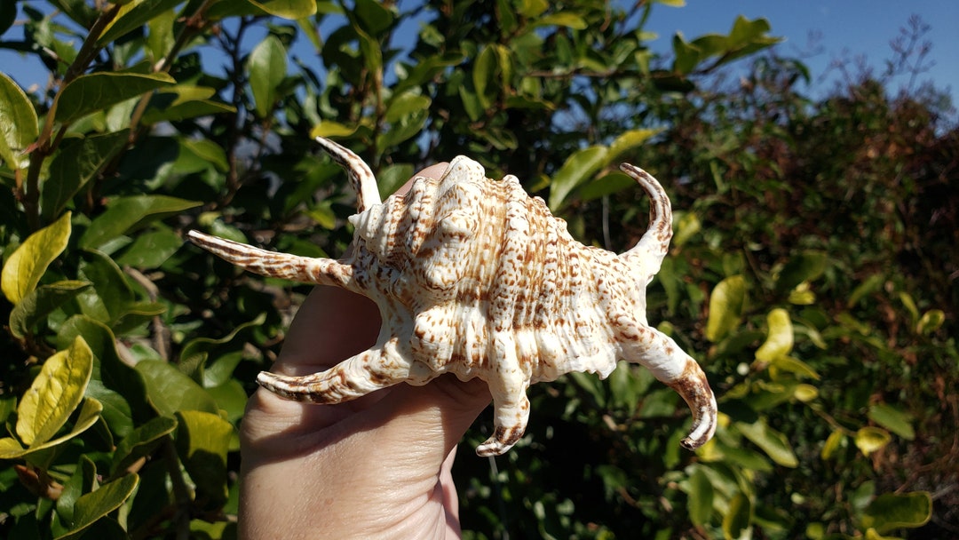 5.125 Chiragra Spider Conch Seashell 1 Shell Lambis Chiragra Spider ...