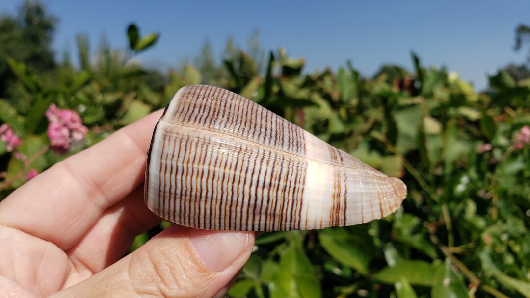 2.75 Fig Cone Seashell 1 Shell Conus Figulinus - Etsy