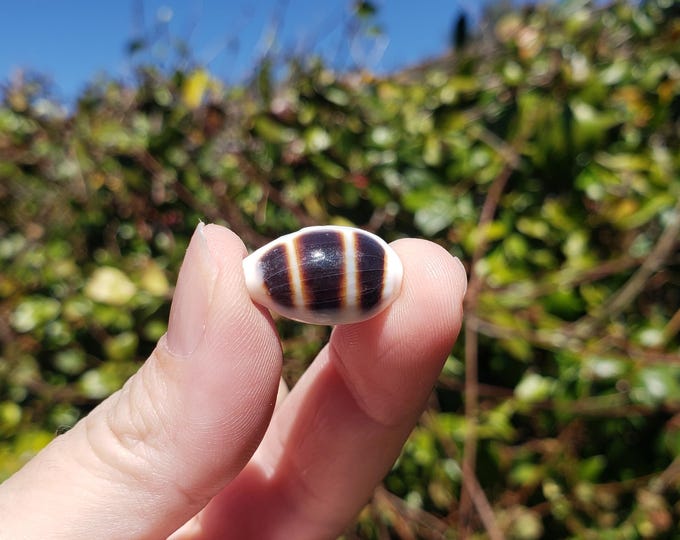 0.75" Palmadusta Asellus Cowrie Seashell (1 Shell) - Cypraea Asellus - Etsy