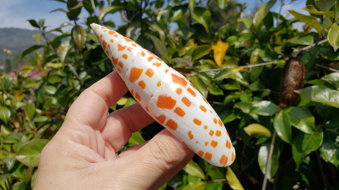 4.625 Episcopal Miter Seashell 1 Shell Mitra Mitra Mitra Episcopalis - Etsy