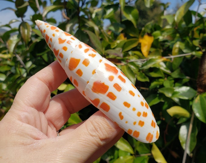 4.625" Episcopal Miter Seashell (1 Shell) - Mitra Mitra - Mitra ...