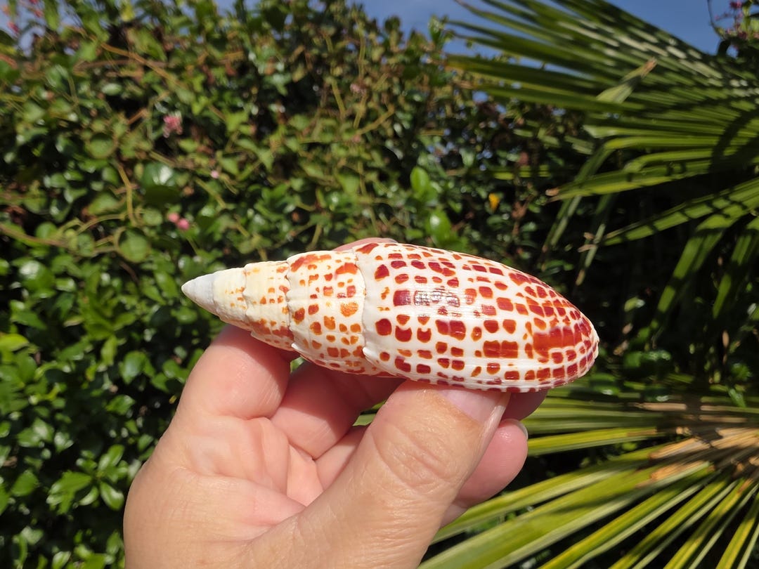 3.375" Papal Miter Seashell (1 Shell) - Pontifical Miter - Mitra ...