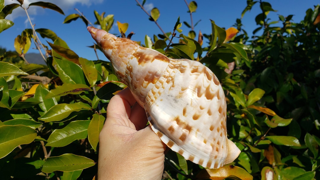 7" Atlantic Triton Seashell (1 Shell) - Charonia Variegata - Caribbean ...