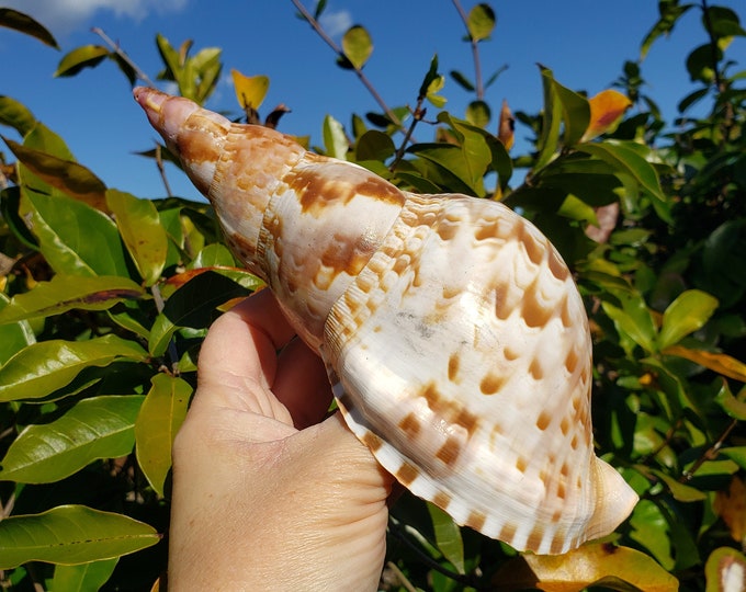 7" Atlantic Triton Seashell (1 Shell) - Charonia Variegata - Caribbean ...