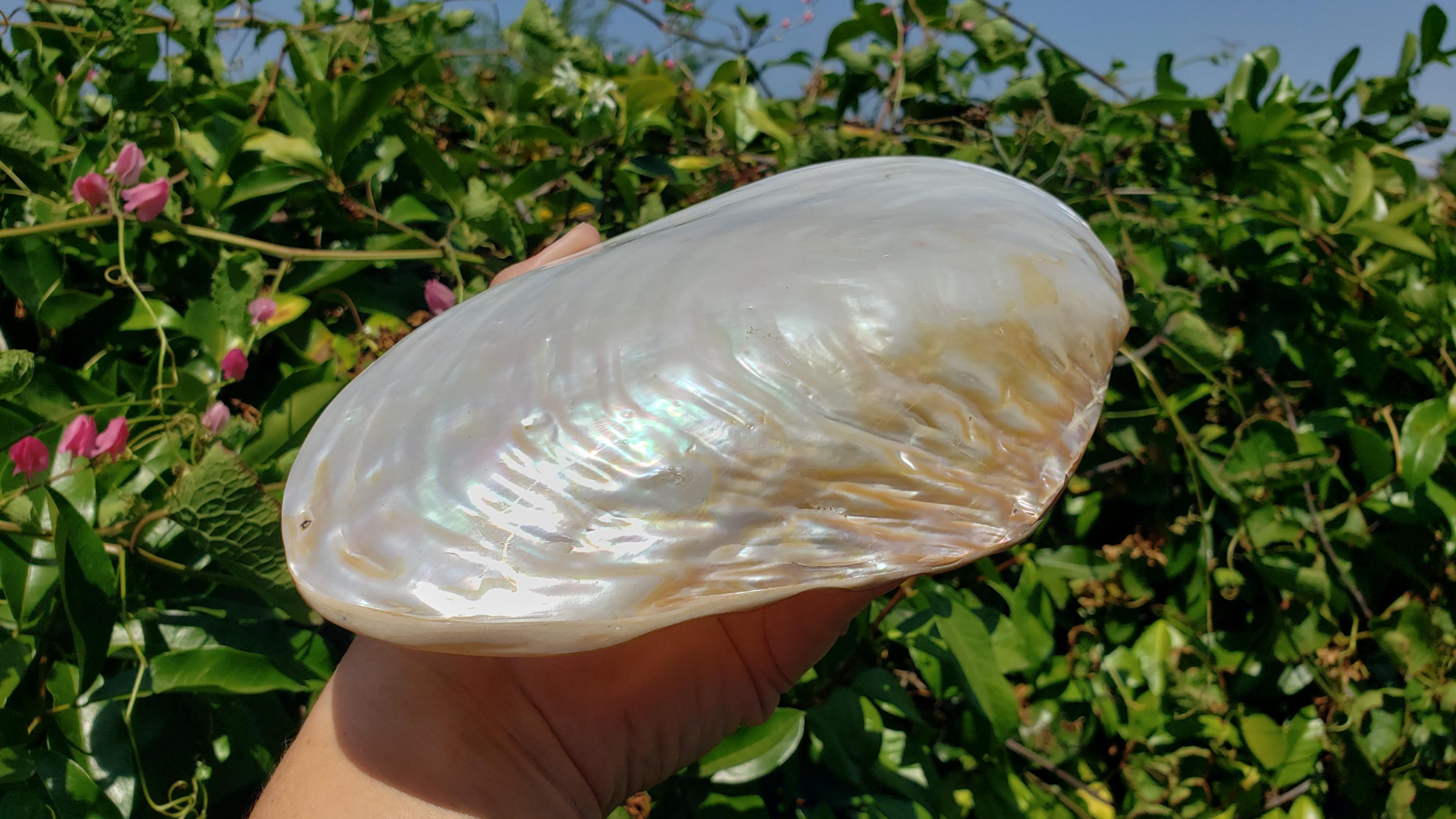 8.25" Cebu Clam Shell Pair (1 Attached Pair) - Etsy