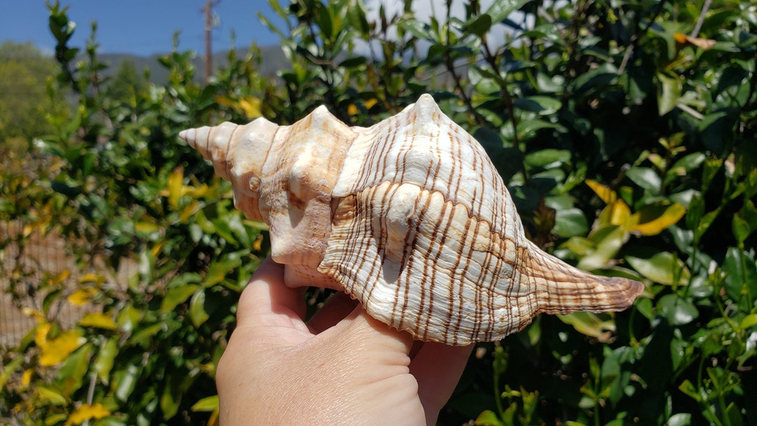 6.25 Striped Fox Seashell Striped Fox Horse Conch Shell Pleuroploca ...