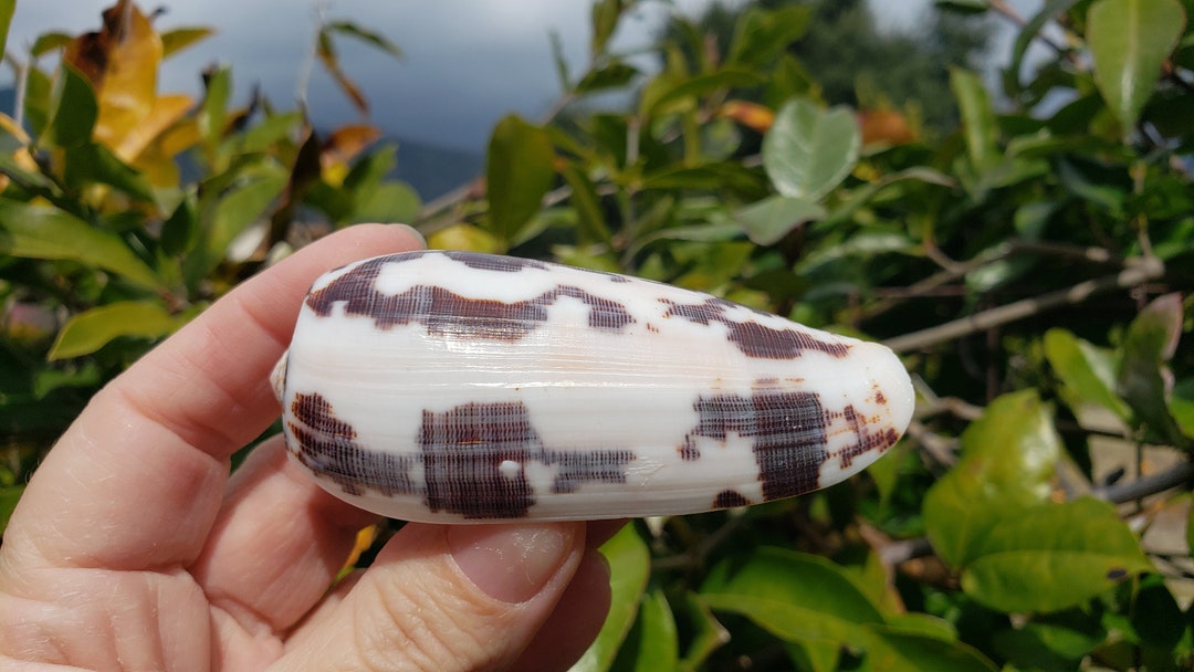 3.125 Striated Cone Seashell 1 Shell Conus Striatus - Etsy