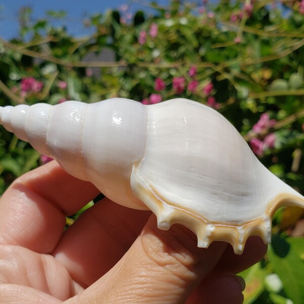Tibia Shells - Etsy