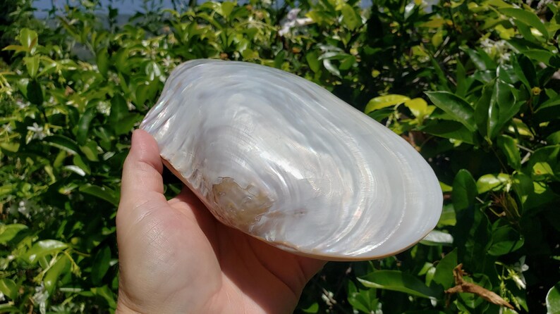 9" Cebu Clam Shell Pair (1 Attached Pair) - Etsy