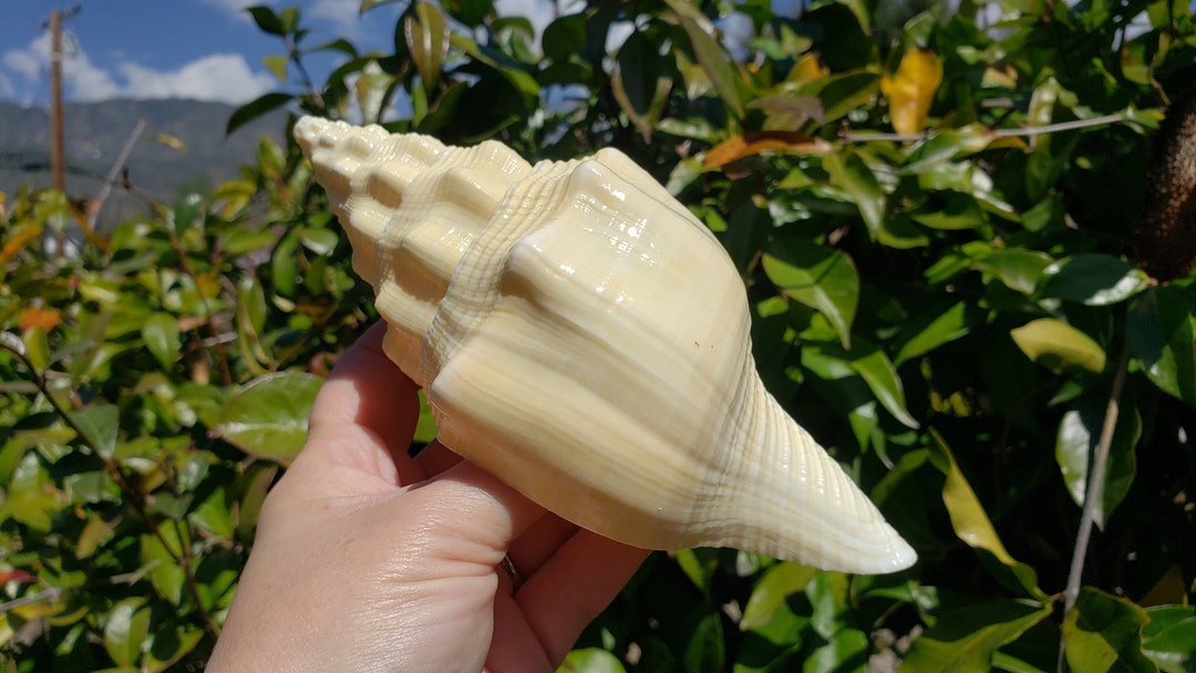 6.375" West Indian Chank Seashell - Turbinella Angulata - Lamp Shell - Etsy