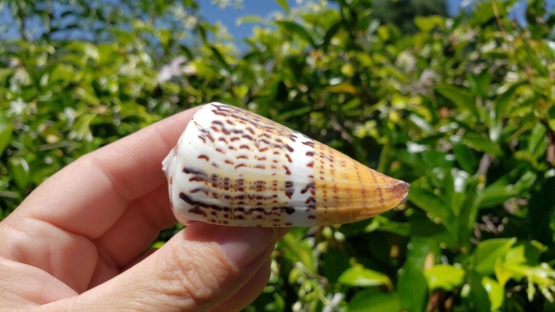 2.75" Captain Cone Seashell (1 Shell) - Conus Capitaneus - Etsy
