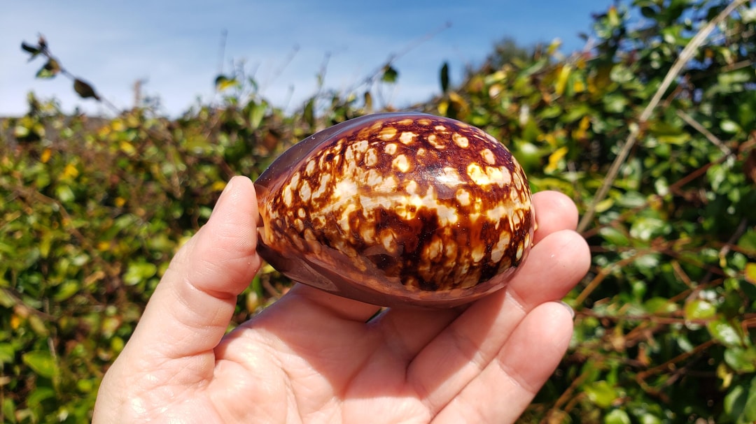 3" Humpback Cowrie Seashell (1 Shell) - Chocolate Cowrie - Mourning ...