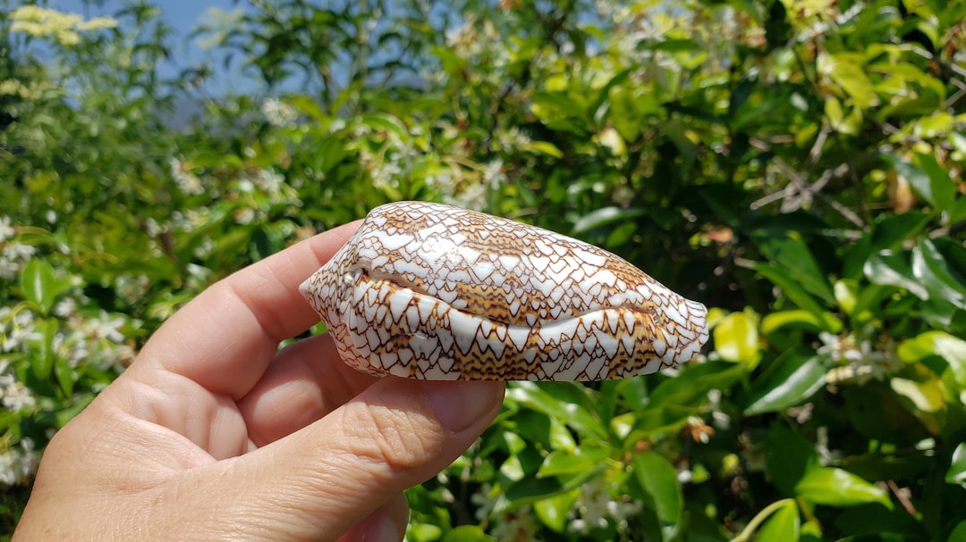 Reserved for Amanda M - 3.25" Textile Cone Seashell (1 Shell) - Cloth ...