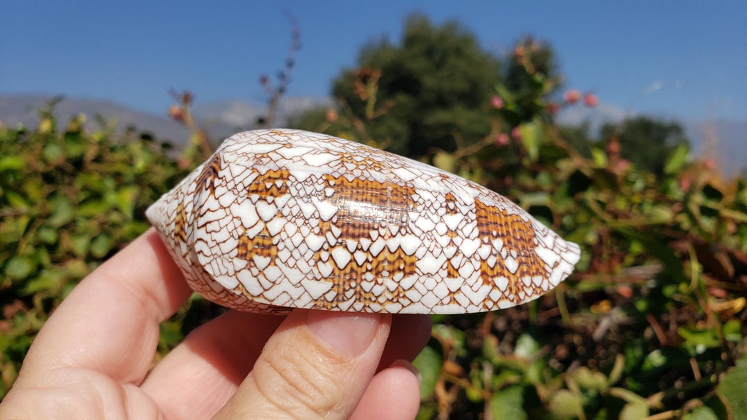 3.625 Textile Cone Seashell 1 Shell Cloth of Gold Cone Shell Conus ...