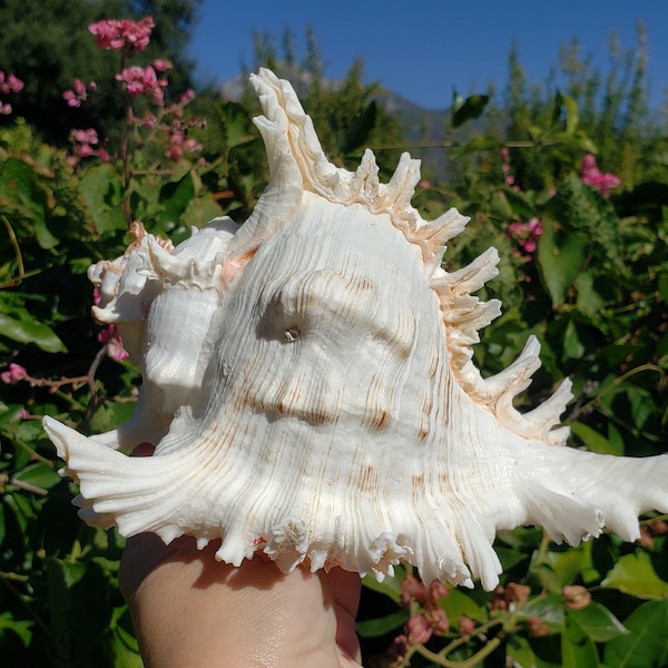 Murex Shell - Etsy