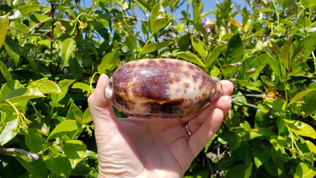 4.25 Tortoise Cowrie Seashell 1 Shell Chelycypraea Testudinaria Cypraea ...