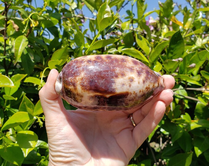 4.25" Tortoise Cowrie Seashell (1 Shell) - Chelycypraea Testudinaria ...
