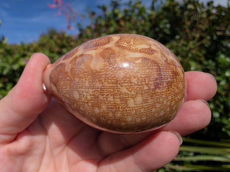 2.625" Map Cowrie Seashell (1 Shell) - Map Cowry Shell - Leporicypraea ...