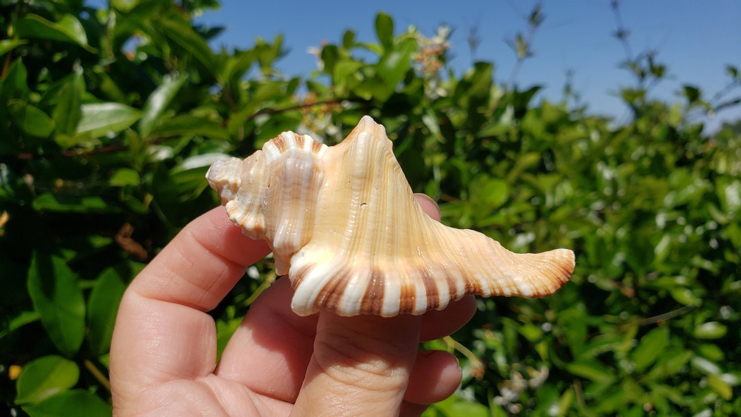 2.875 Perry's Triton Seashell 1 Shell Lotoria Perryi Cymatium Perryi - Etsy