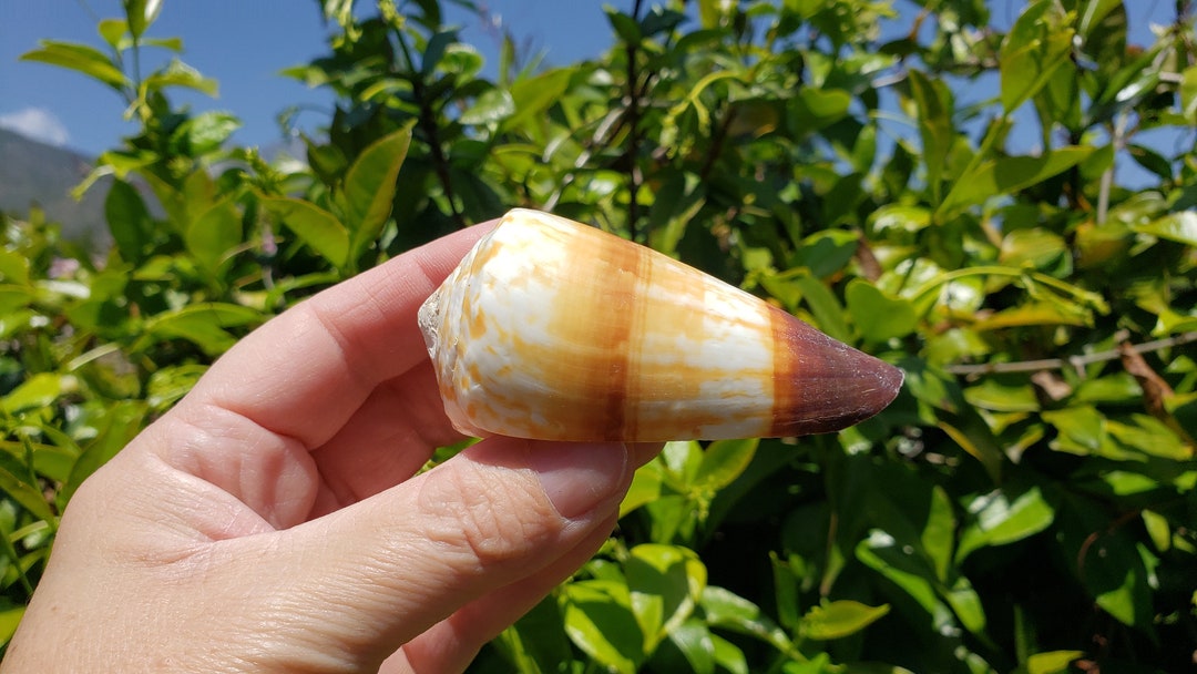 3 Soldier Cone Seashell 1 Shell Conus Miles - Etsy