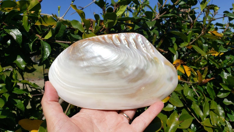 6.375 Cebu Clam Shell Pair 1 Attached Pair - Etsy