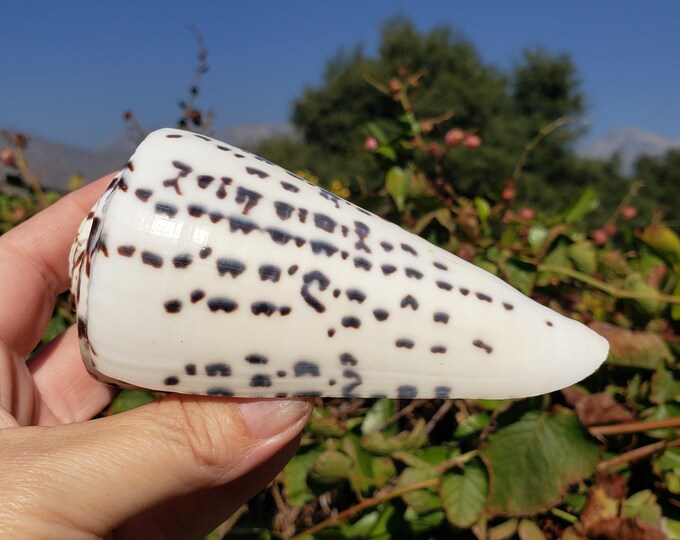 4.625" Leopard Cone Seashell (1 Shell) - Conus Leopardus - Etsy