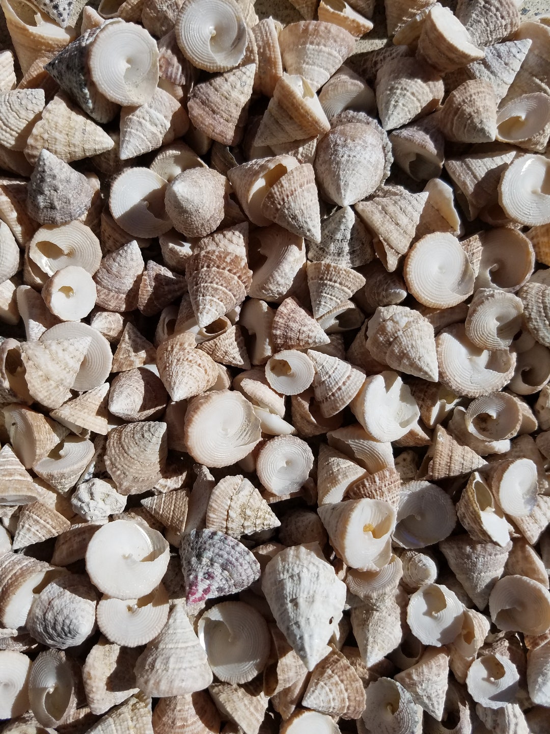 Natural Top Seashells (25 Shells) - Trochus - Troca Shells - Craft ...