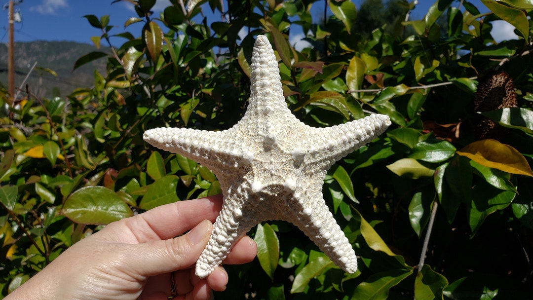 5.875" White (bleached) Sea Star (1 Sea Star) - Starfish - Etsy