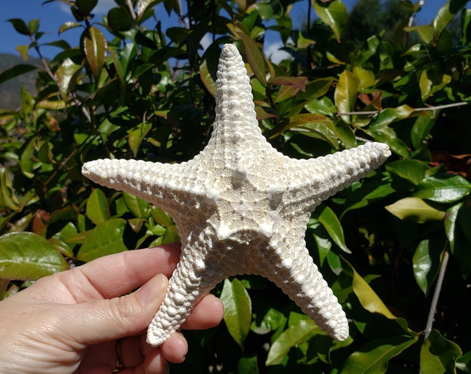 5.875" White (bleached) Sea Star (1 Sea Star) - Starfish - Etsy